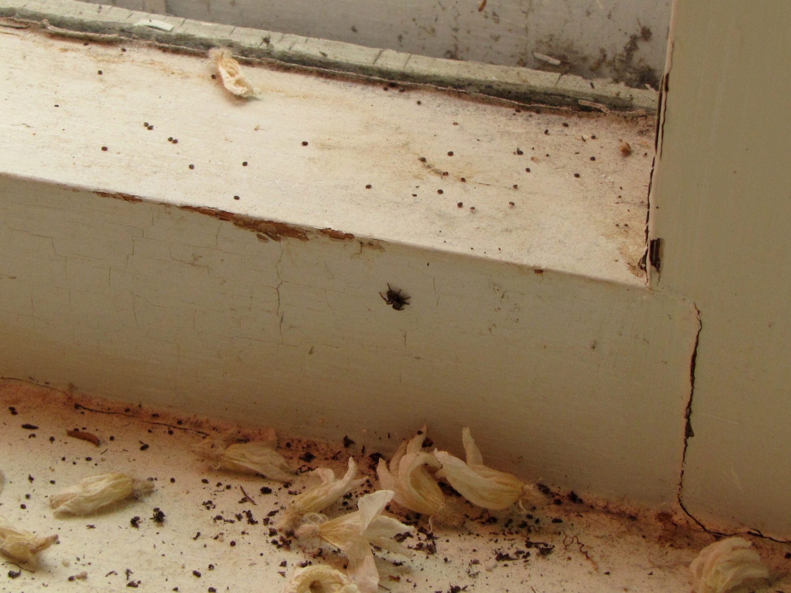 A blow to the spiders ⋆ Polka Dot Cottage