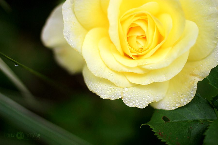 Rosey. Or, Photoshop's hue blend mode. ⋆ Polka Dot Cottage